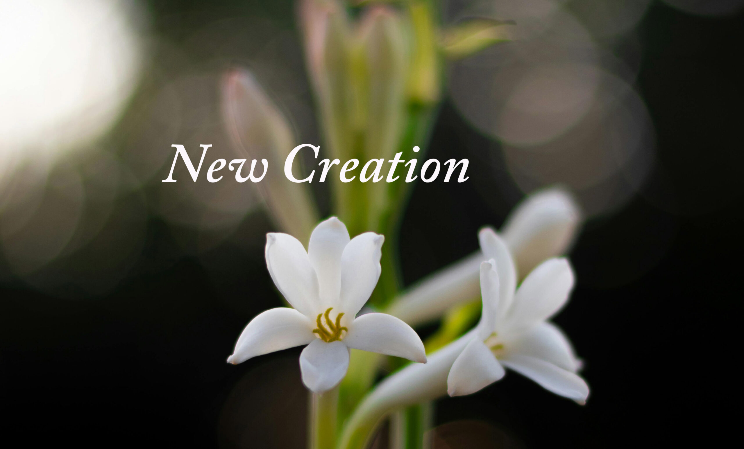 What does it mean to be a child of the New Creation🌟? - Ask Alok Da